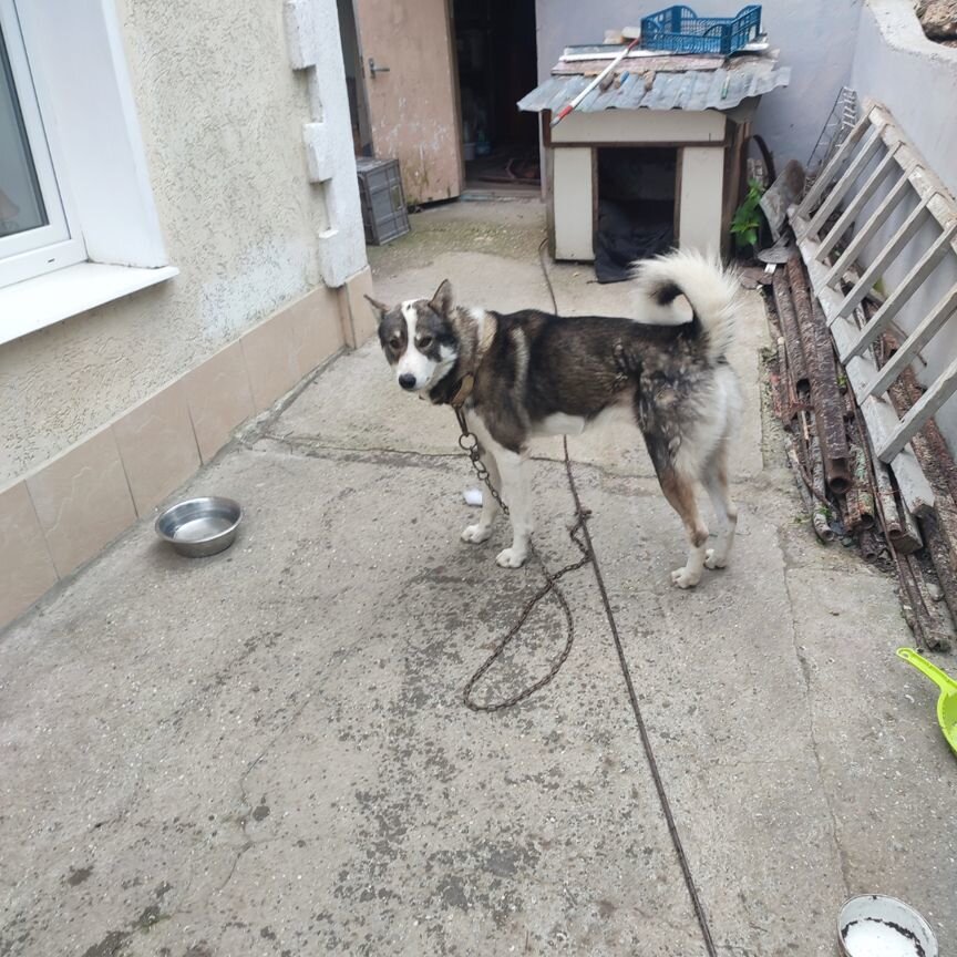 Продам Западно Сибирскую Лайку