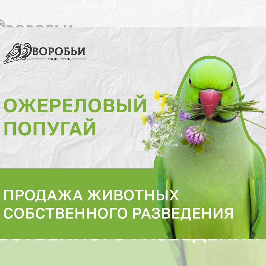 Ожереловый попугай
