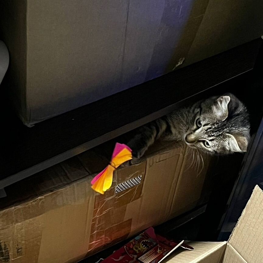 Котёнок в добрые руки