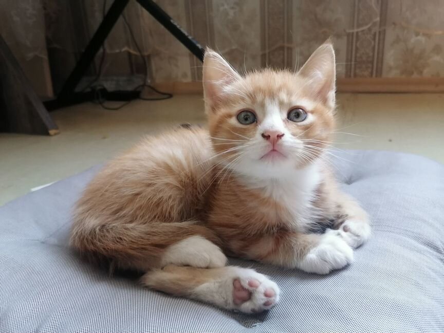 Рыжий котёнок