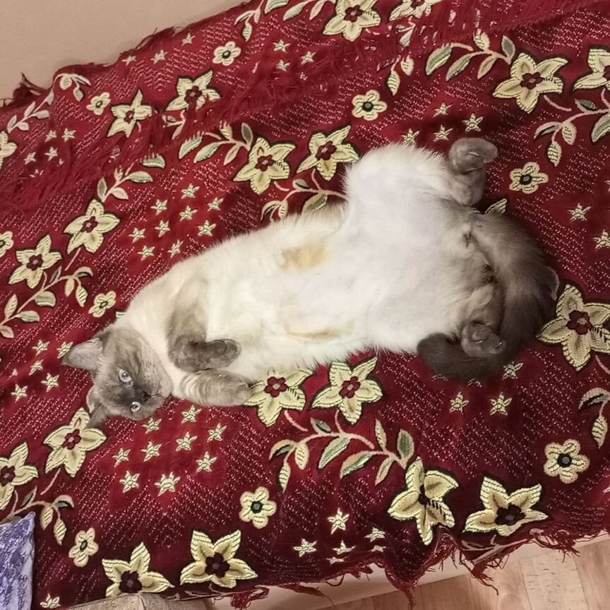 Шотландская кошка отдам в добрые руки