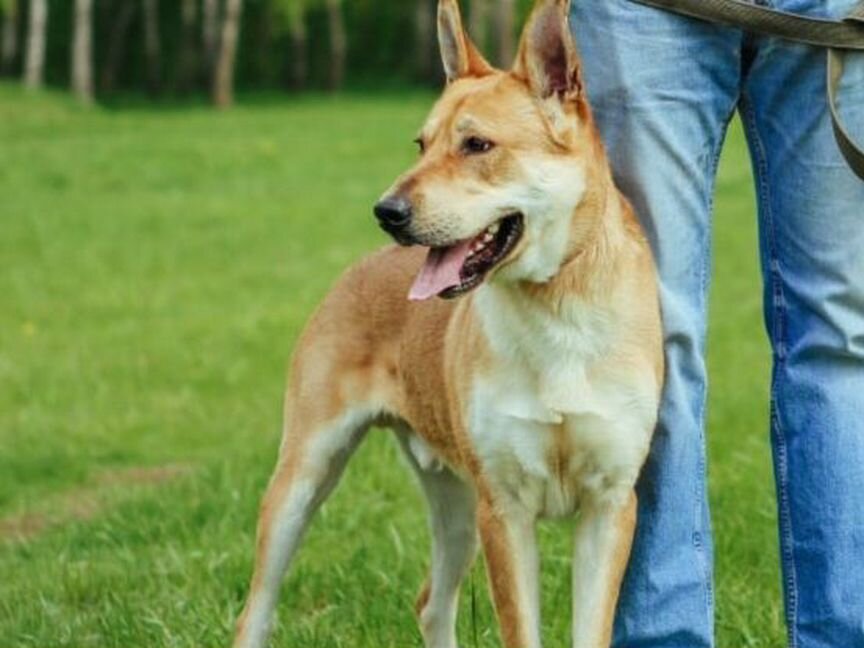 Очень большой пес Шнапс в дар