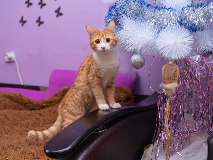 Котик Прошка в добрые руки