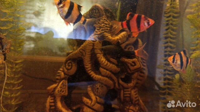 Отдам бесплатно аквариумных рыб