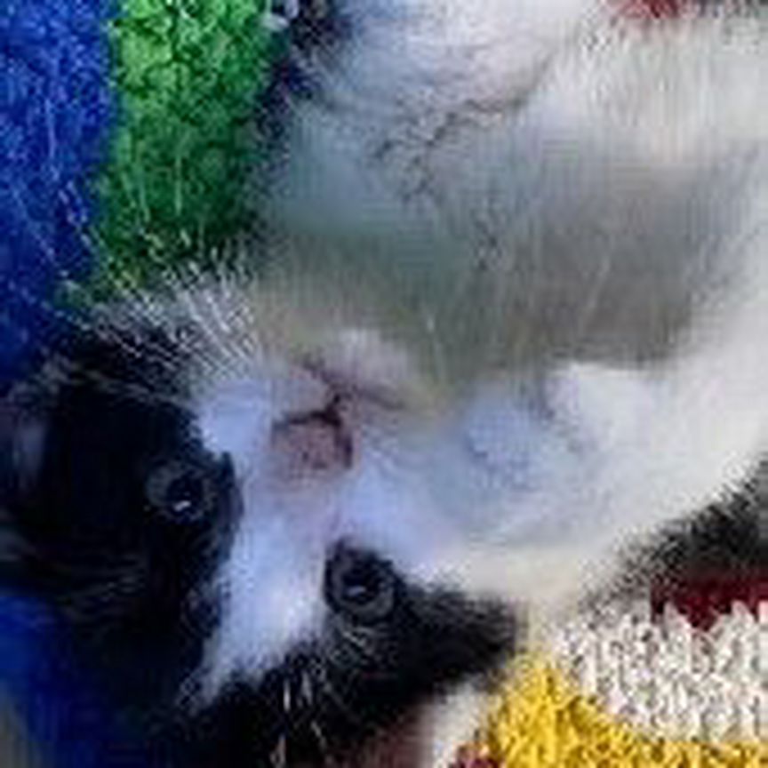 Пупок ищет дом