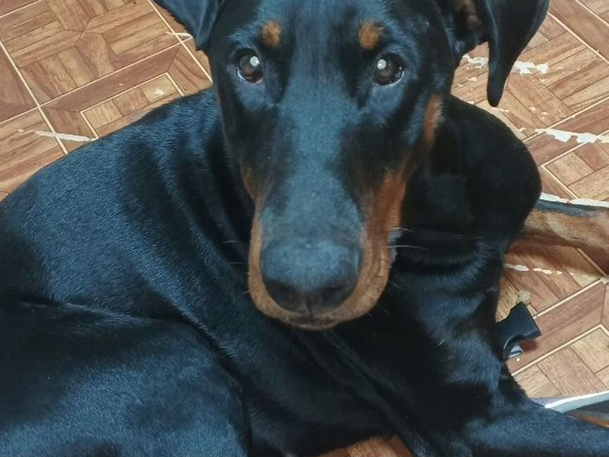 Доберман девочка