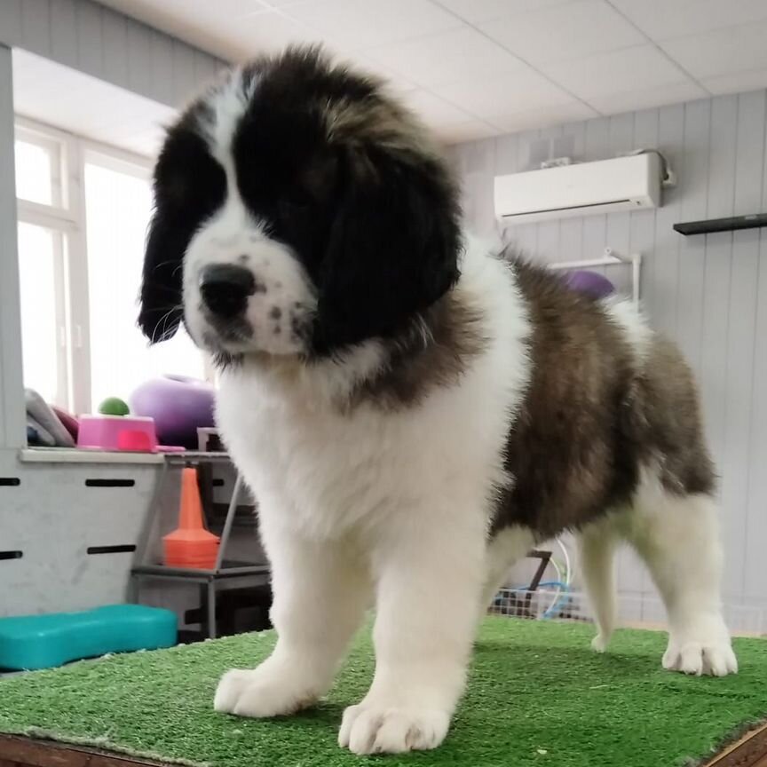 Щенки московской сторожевой