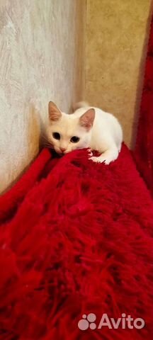 Котёнок, кошка в добрые руки