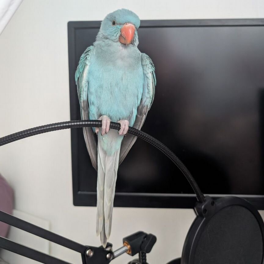 Ожереловый попугай