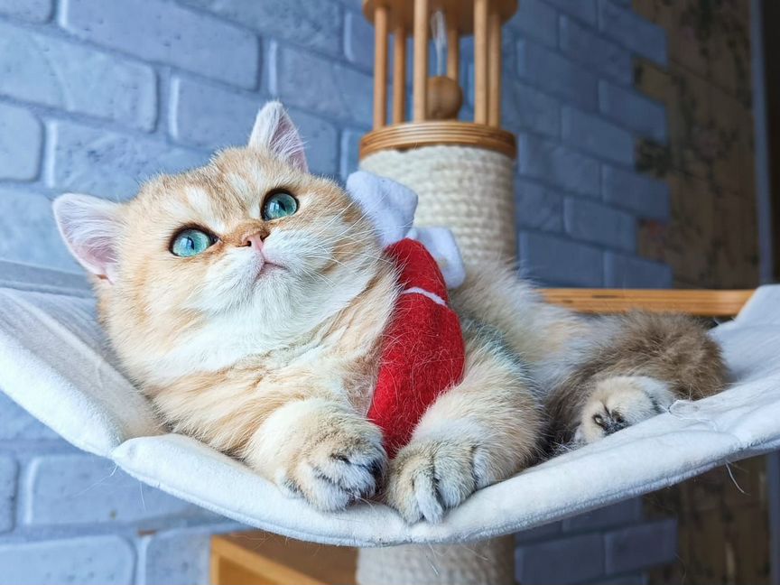 Мандаринчик неженка