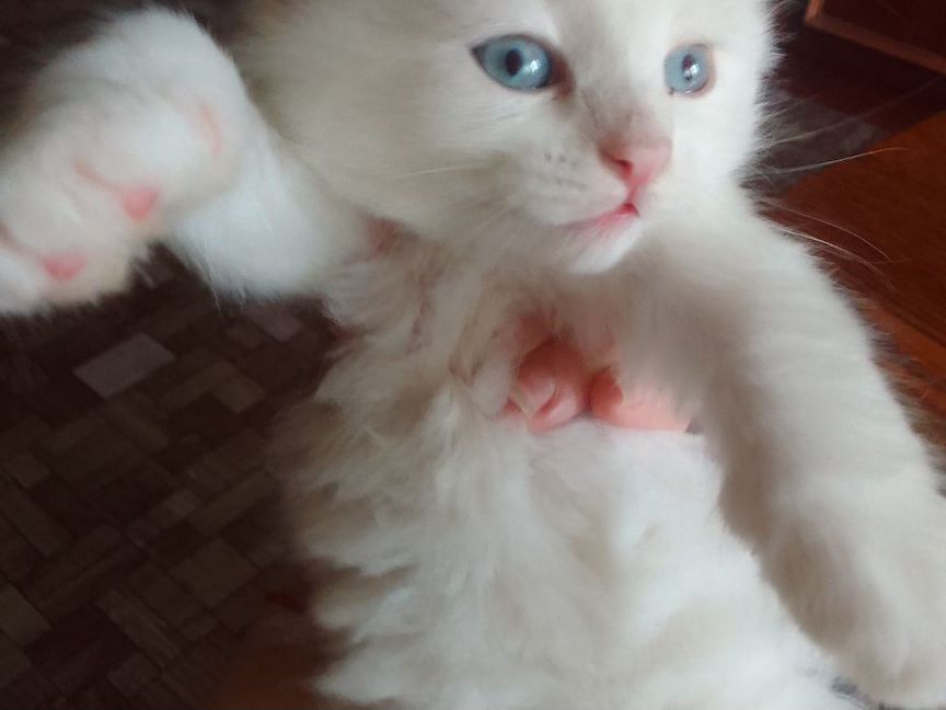 Котенок турецкой ангоры