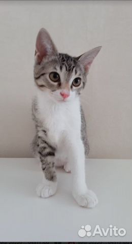 Котенок