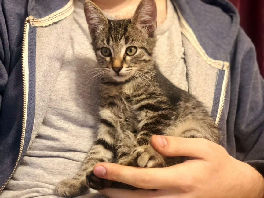 Ласковый, подобран с улицы, 4 мес