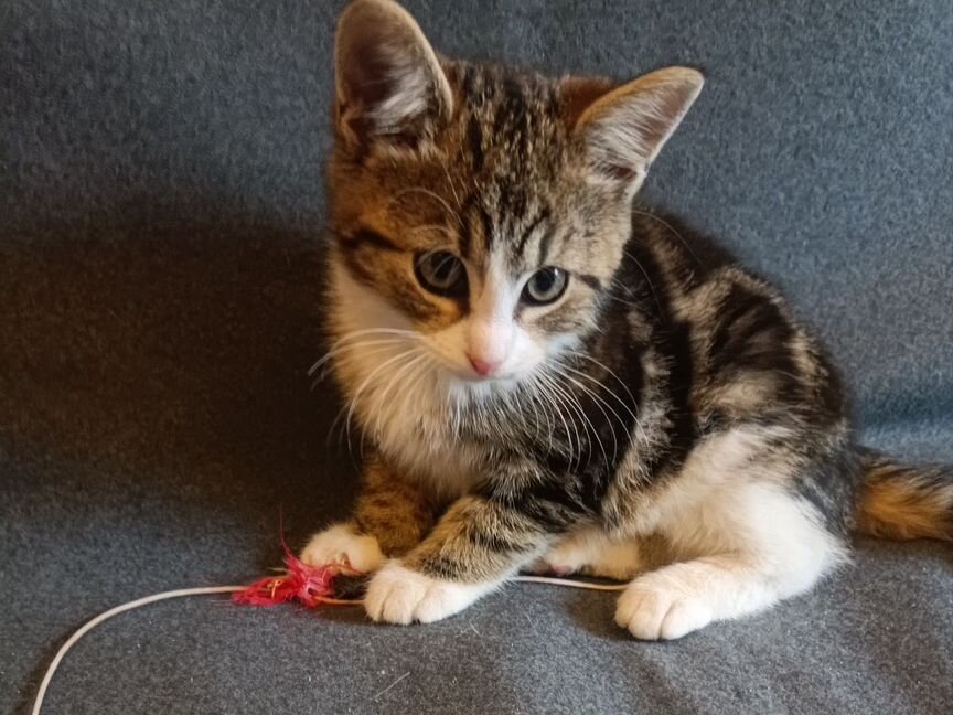 Кошка
