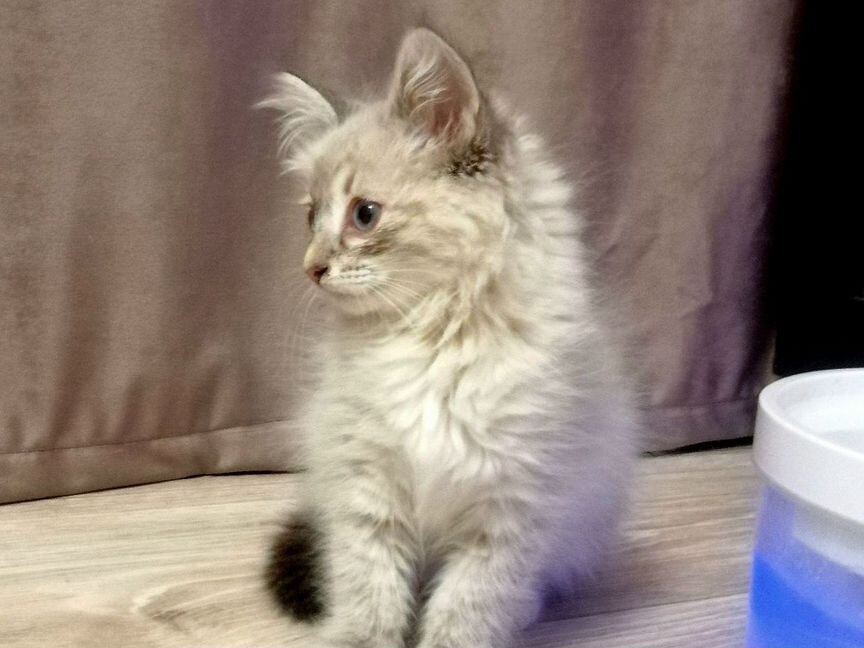 Котенок