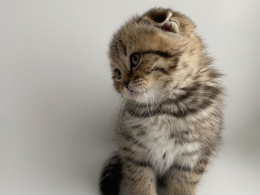 Шотландская вислоухая кошечка