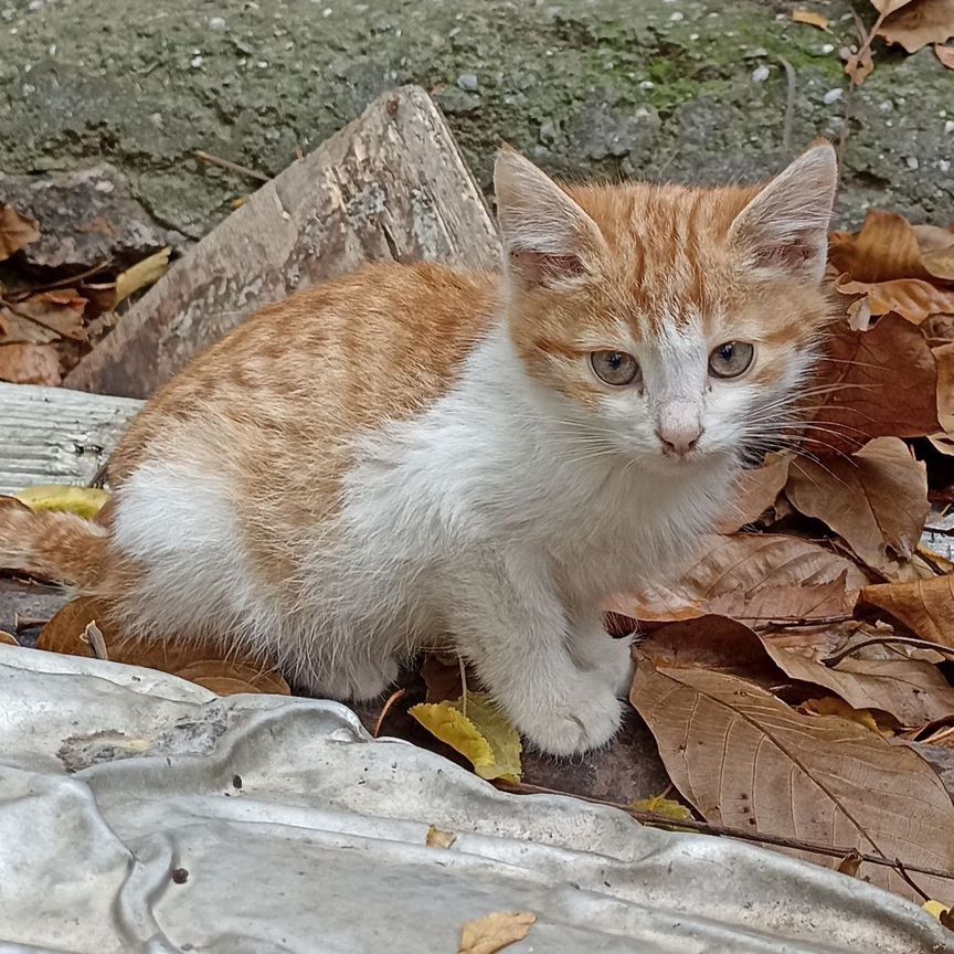 Рыжий малыш ищет дом