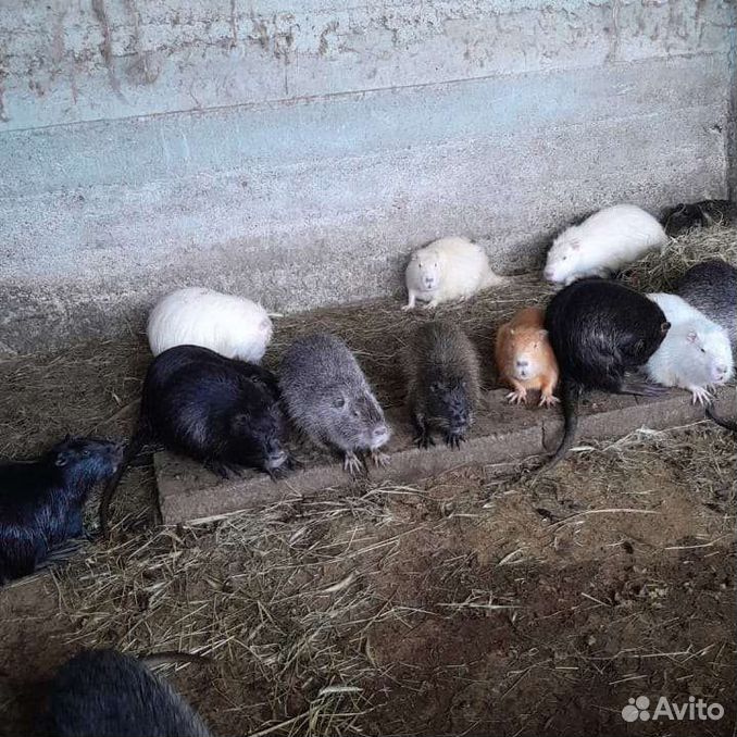 Мясо нутрии,живые нутрии