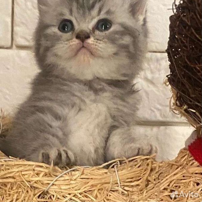 Шотландская милота