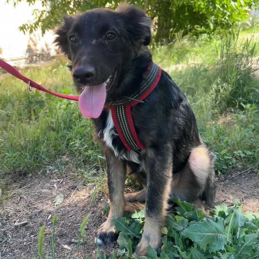 Собака в добрые руки