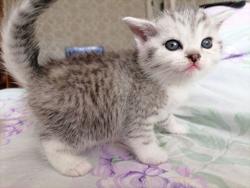 Отдам котяток в добрые руки