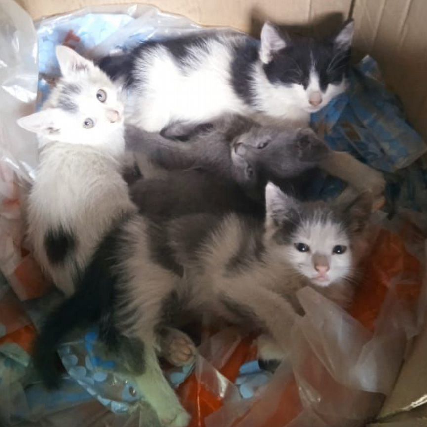 Котята в добрые руки бесплатно