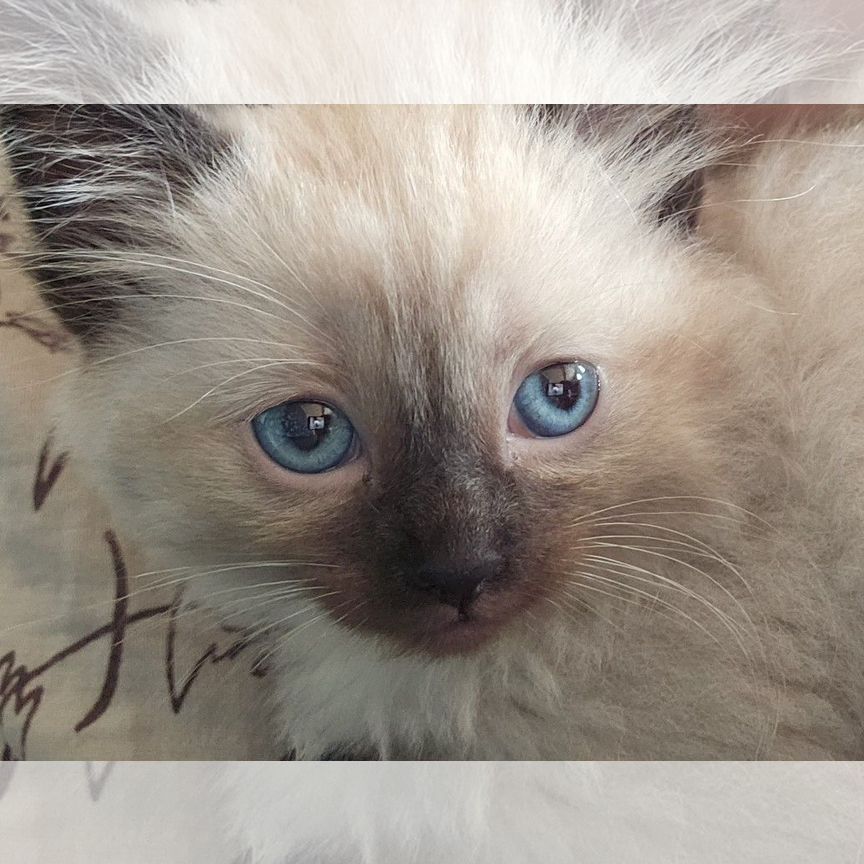 Сиамский котёнок