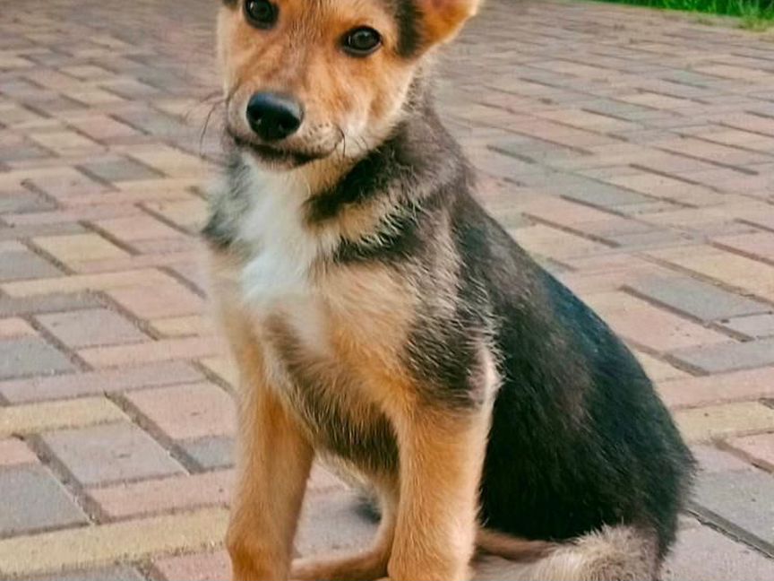 Собака в добрые руки