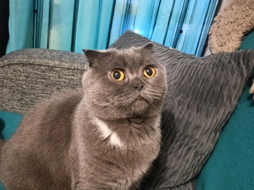 Кот шотландец вислоухий