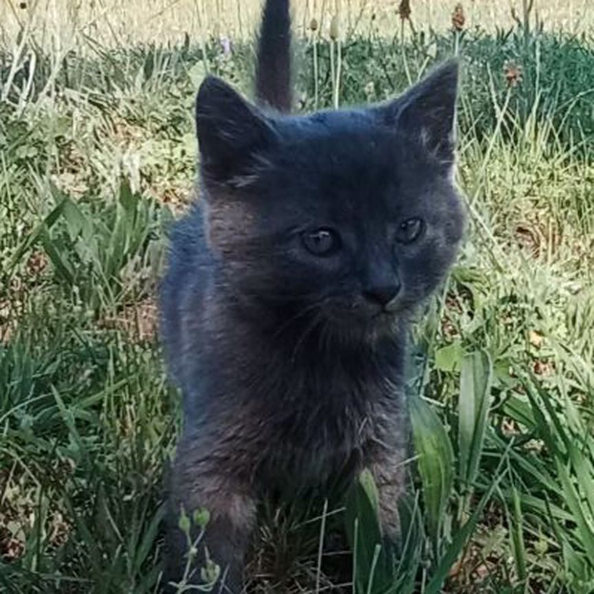 Отдам котенка в добрые руки