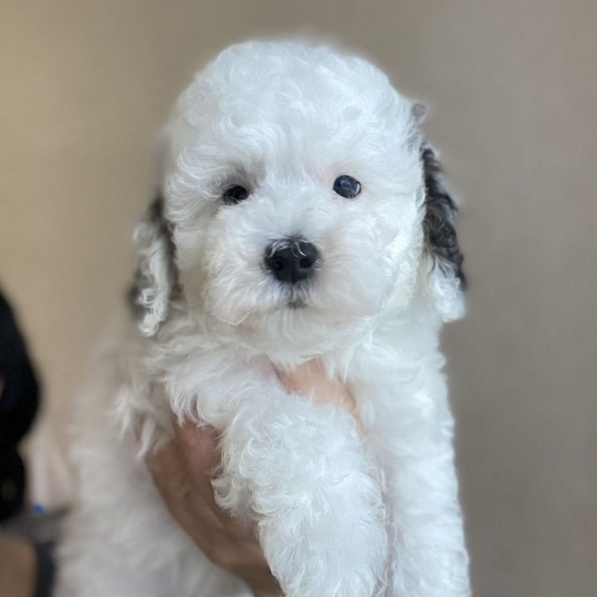 Пушоны (мальтипу) мальчики