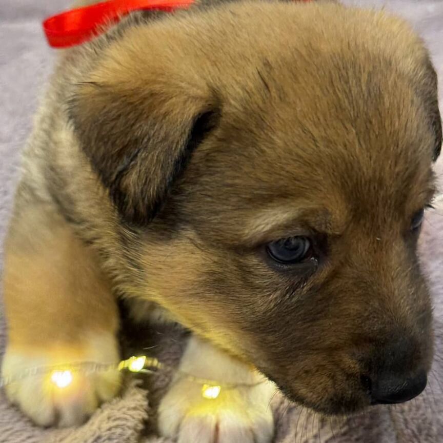 Щенки в добрые руки