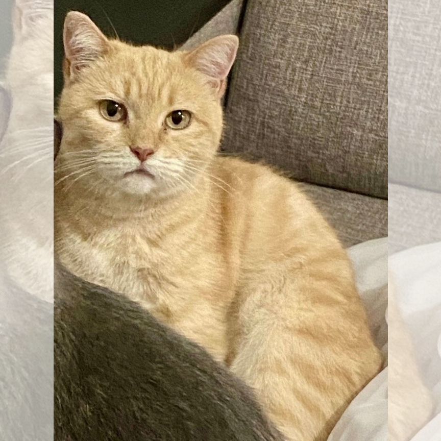 Британская короткошёрстная кошка, взрослая