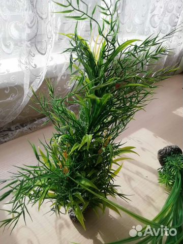 Водоросли для аквариума