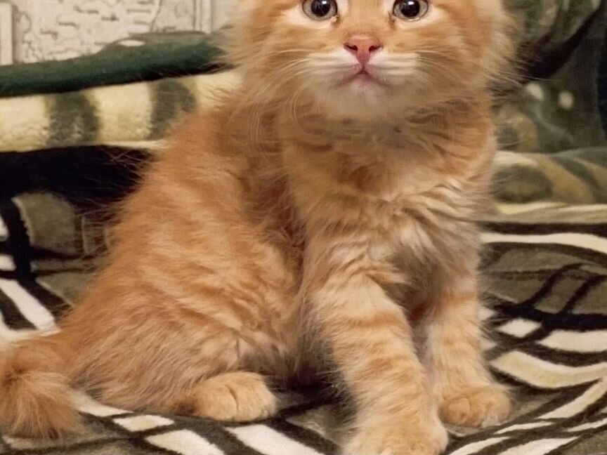 Котята в добрые руки бесплатно