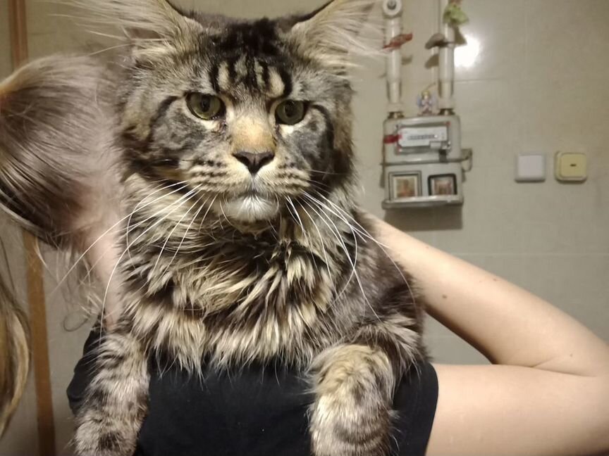 Мейн-кун вязка