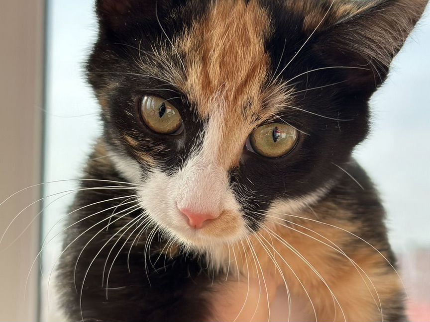 Малышка Стрекоза ищет маму