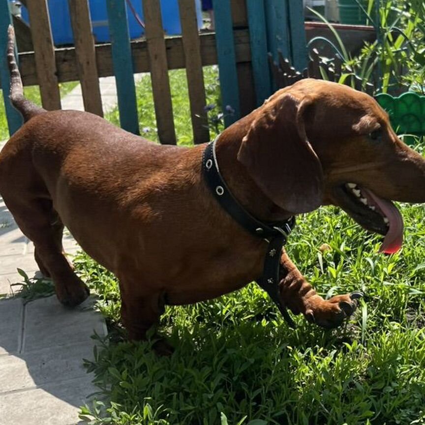 Такса, взрослый пёс