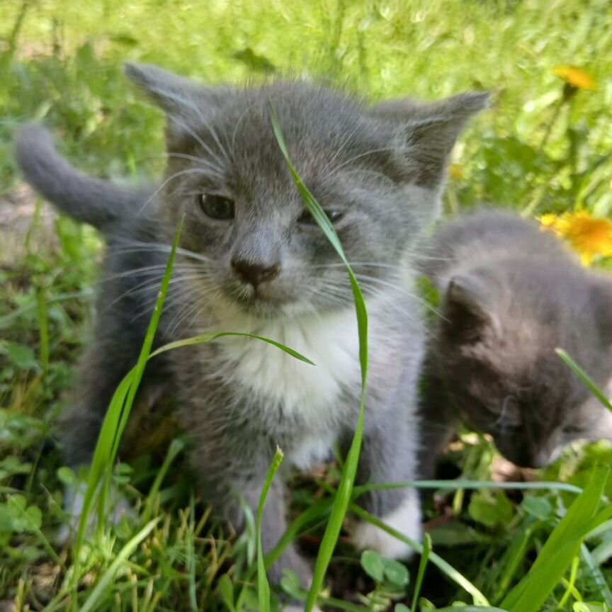 Европейский короткошёрстный котёнок