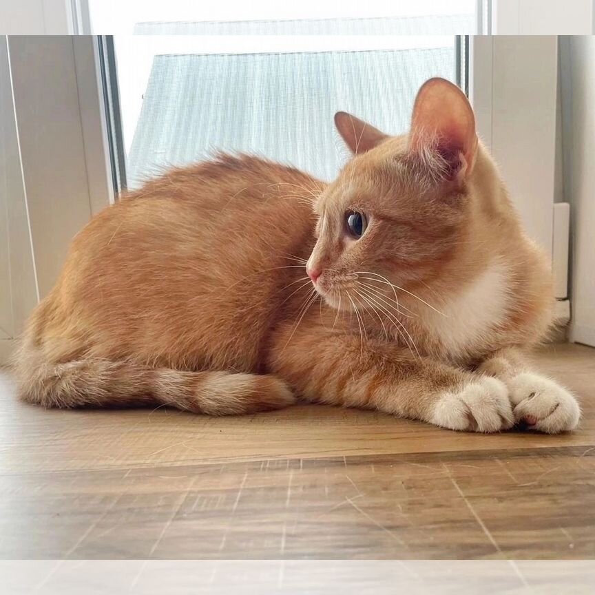 Кошечка