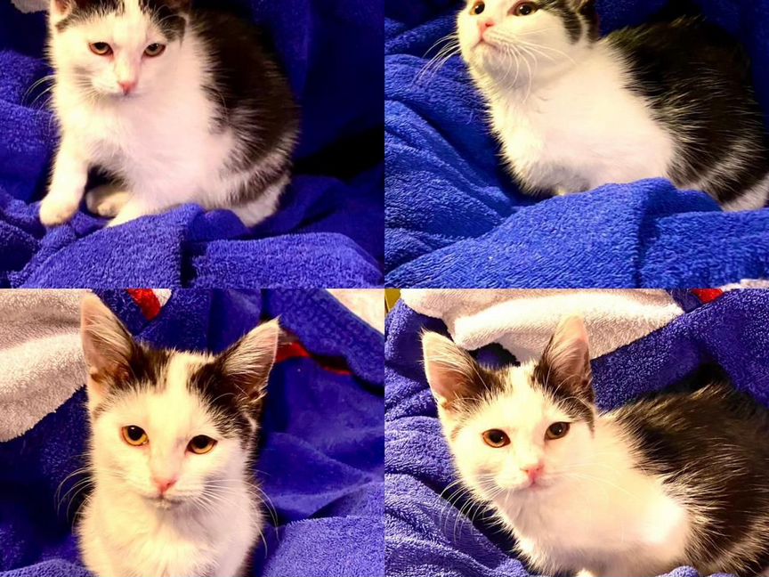 Котёнок девочка черно-белая