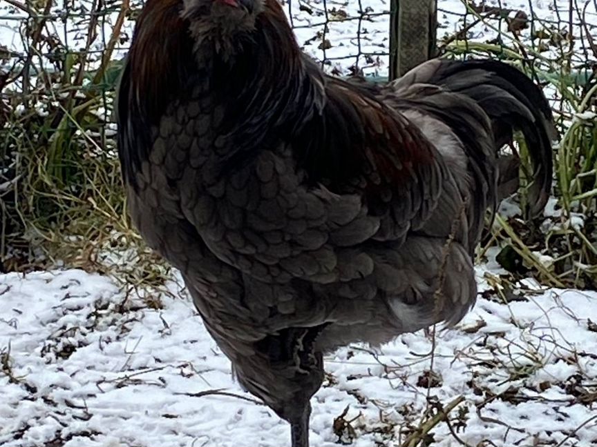 Молодые петухи Амерукана