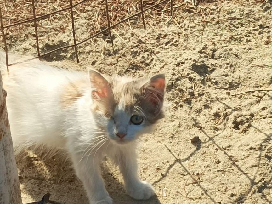 Кошка