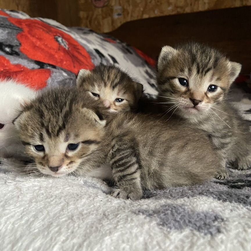 Котята