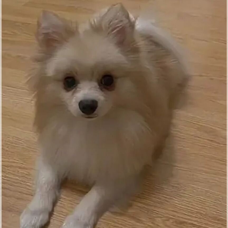 Померанский шпиц, взрослая собака