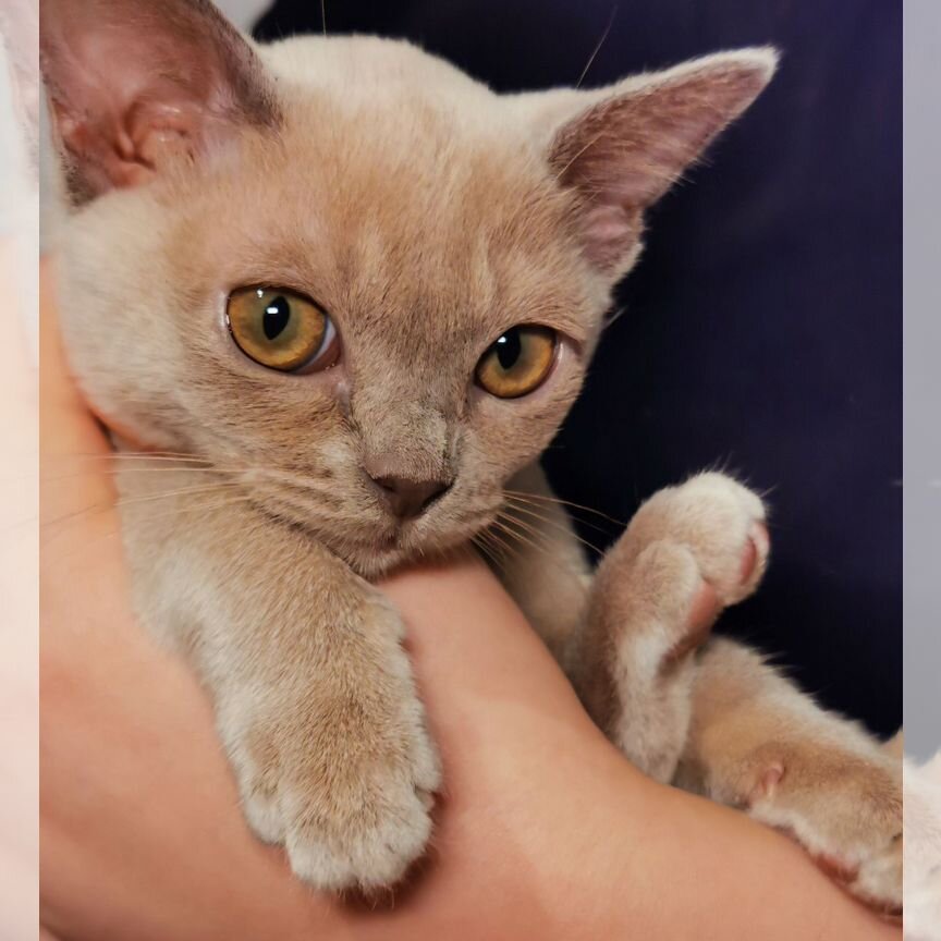 Котёнок от частного владельца