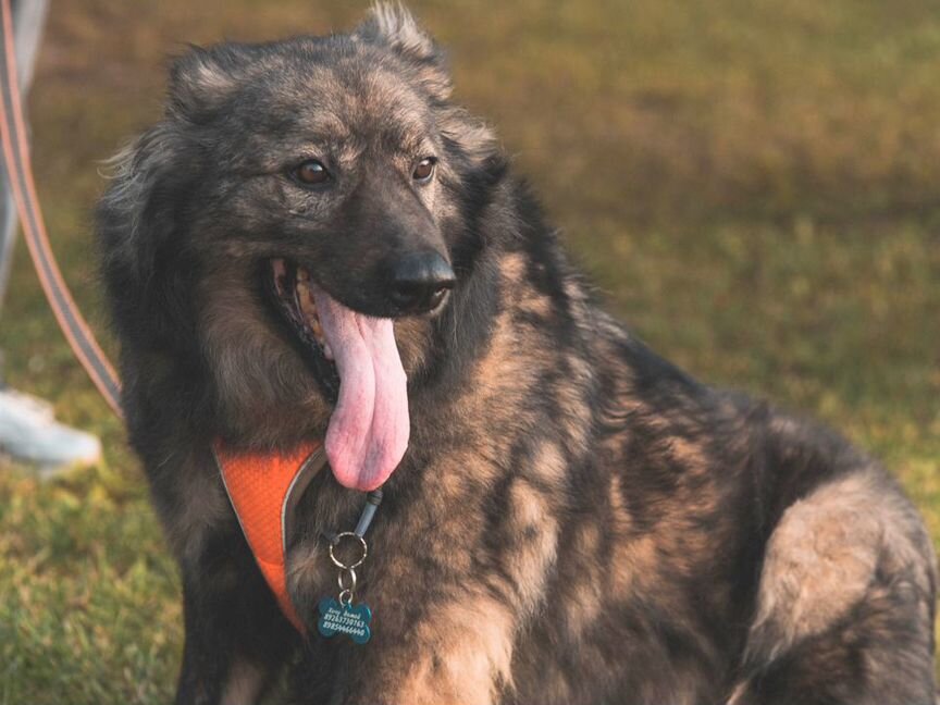 Собака в добрые руки