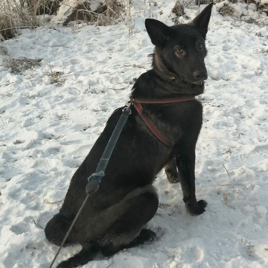 Умненькая девочка в добрые руки