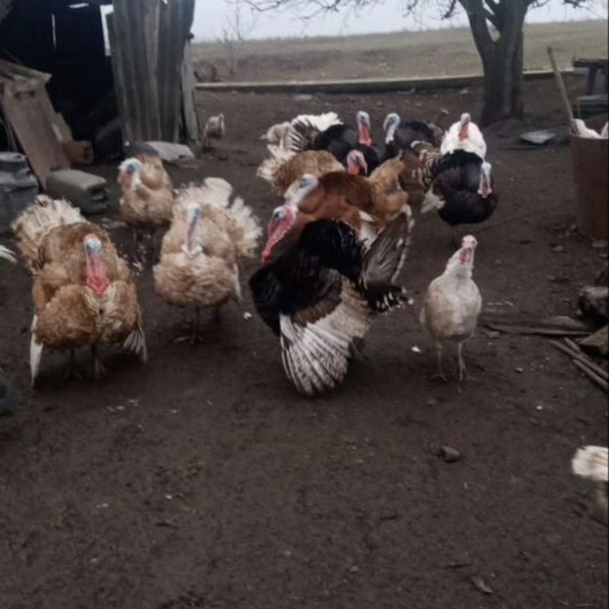 Индюки живым весом