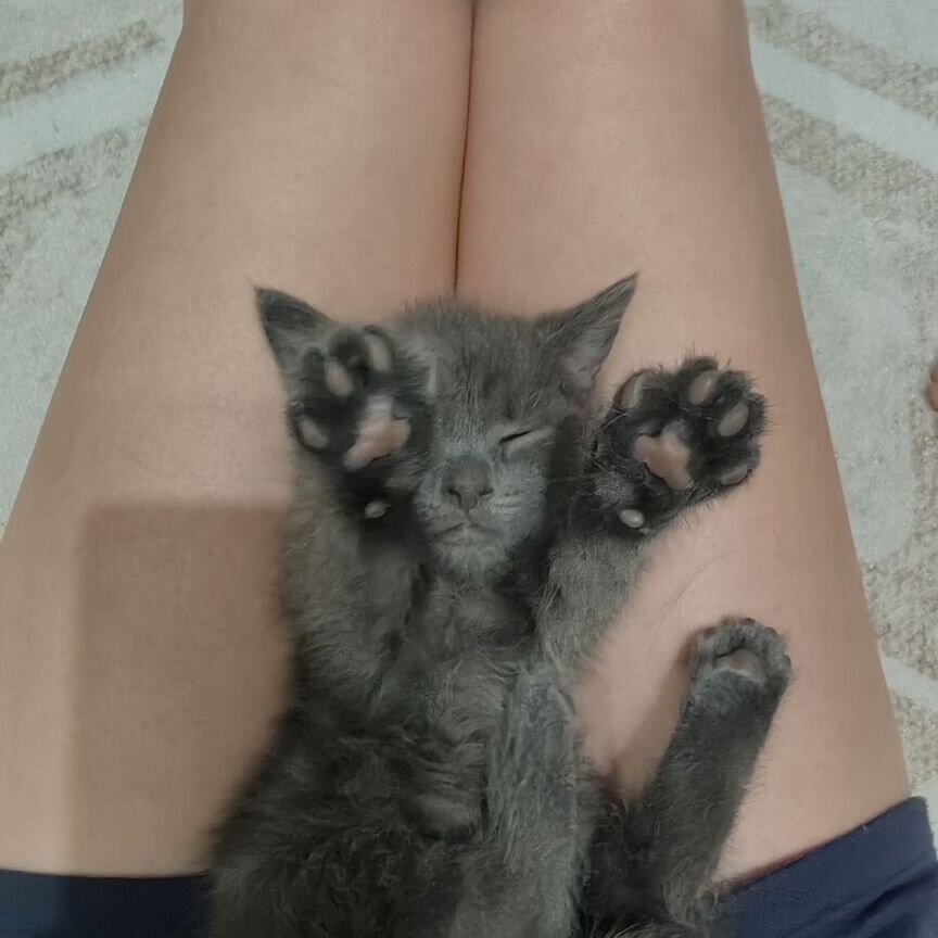 Котёнок в добрые руки